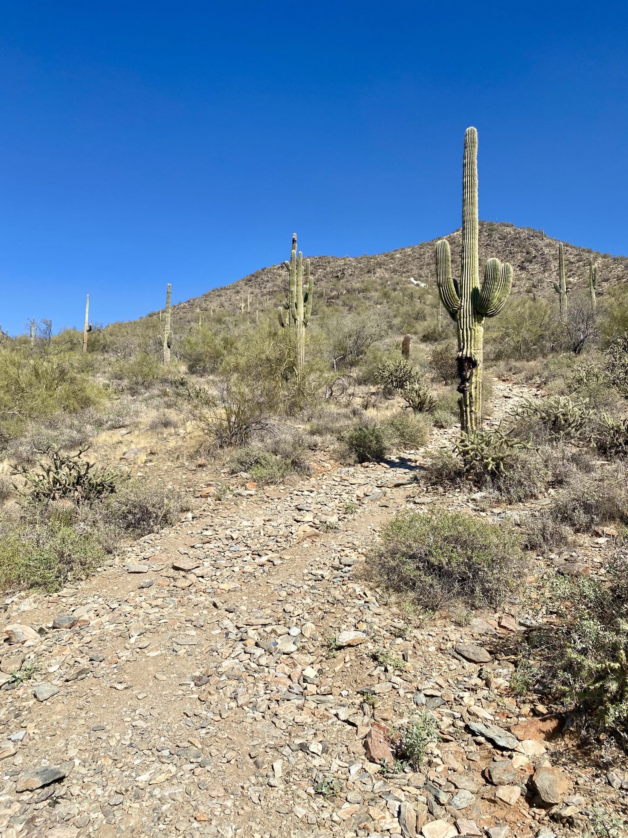Hike Quartz Trail: McDowell Sonoran Preserve