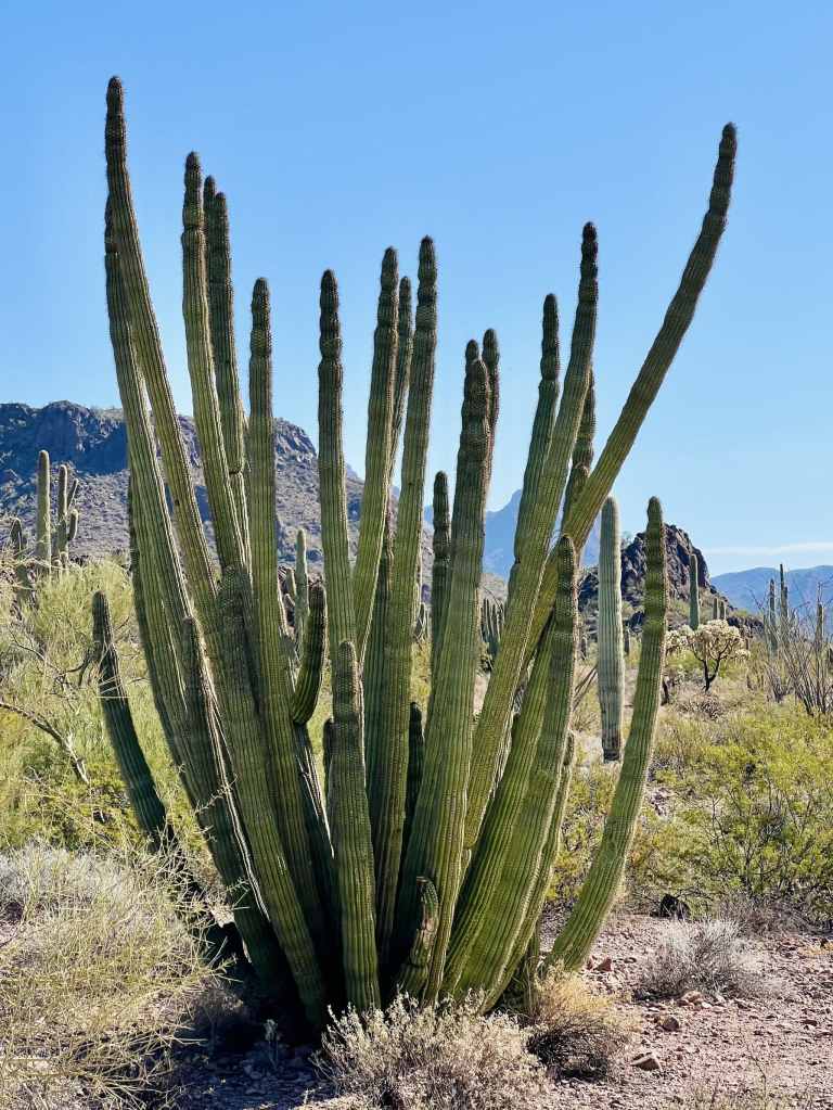 Organ Pipe Cactus & Tucson Road Trip