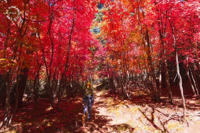 Arizona Fall Colors: When and Where to See Them