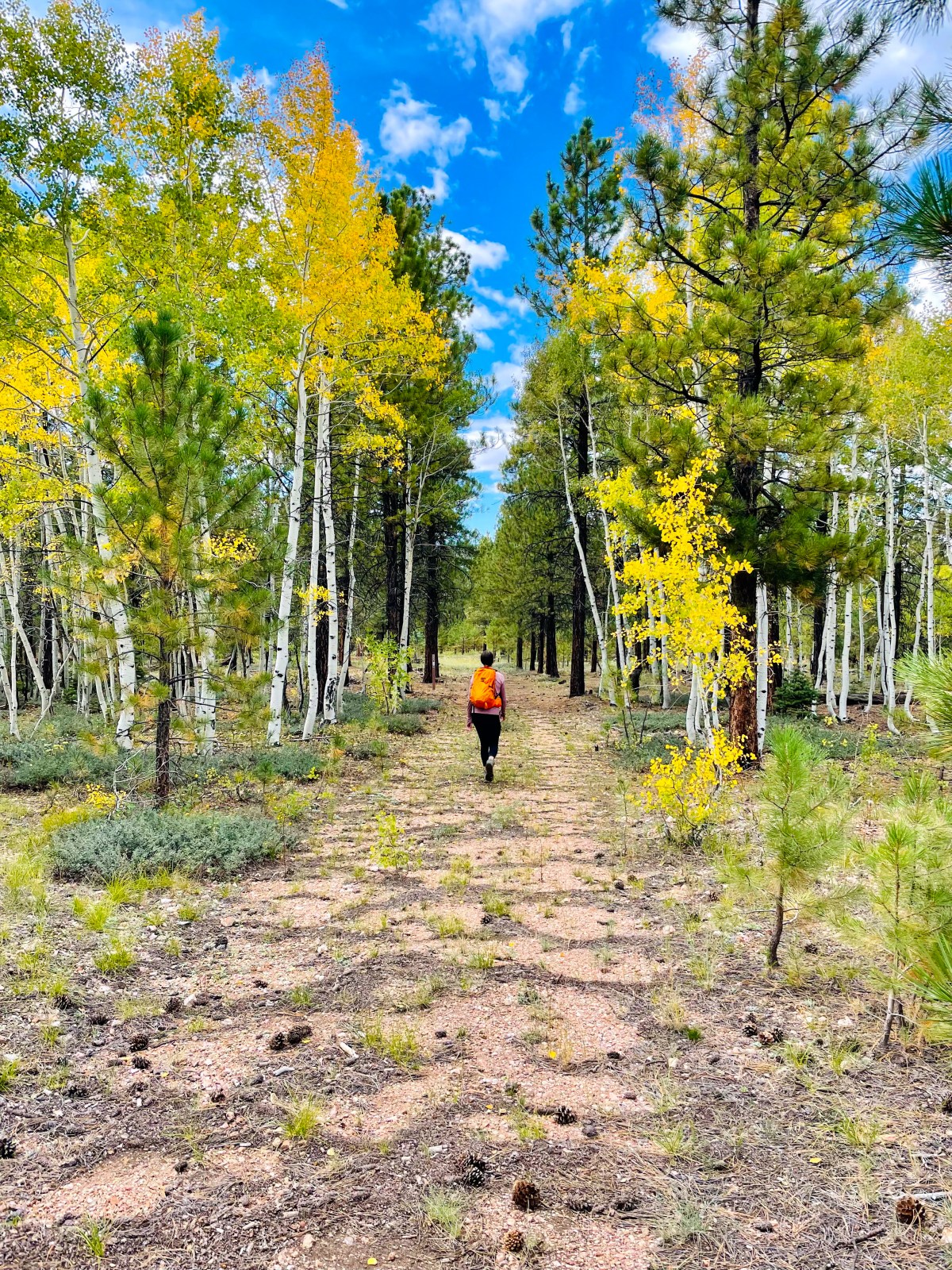 Arizona Fall Colors: When and Where to See Them