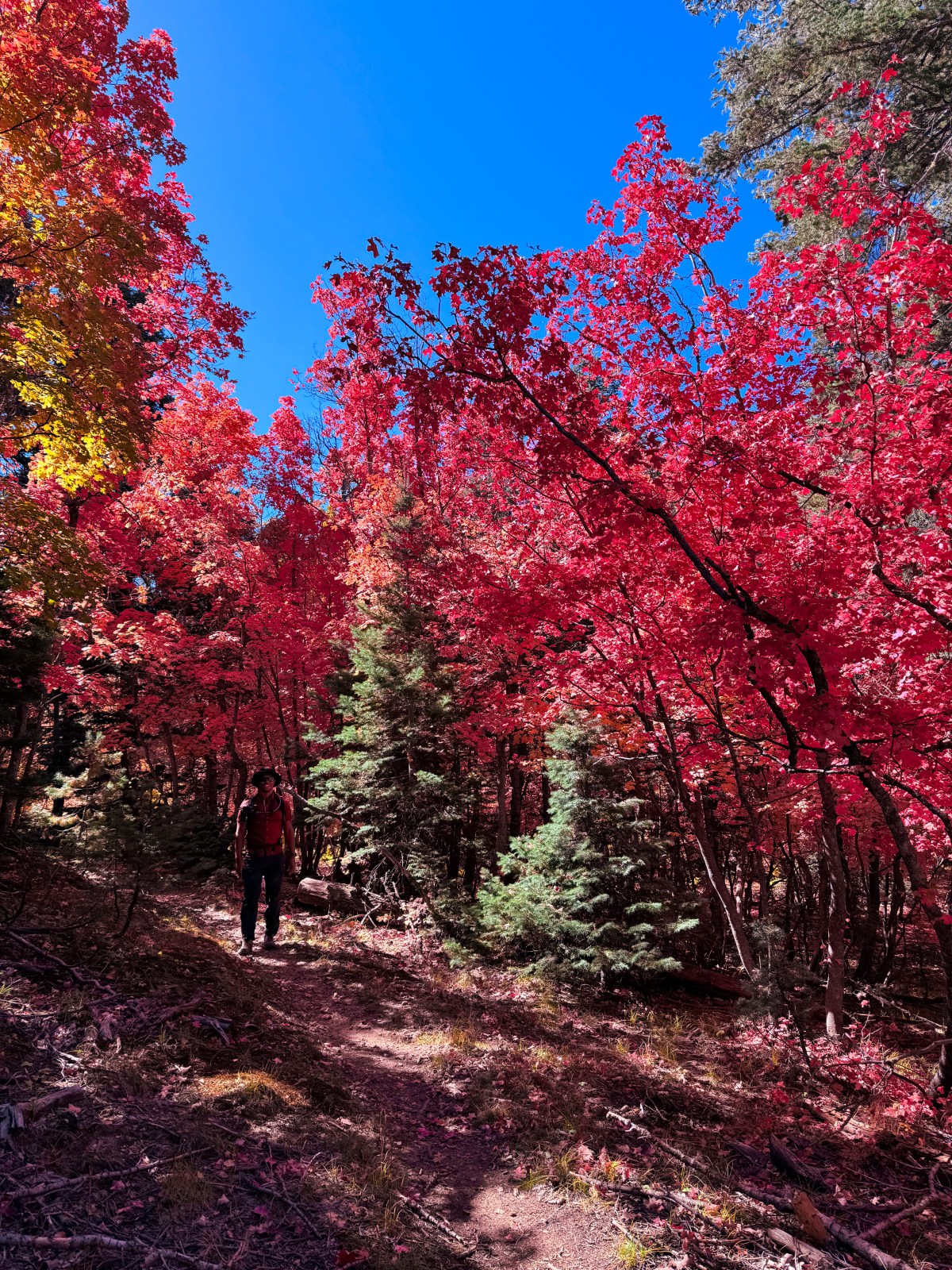 Arizona Fall Colors: When and Where to See Them