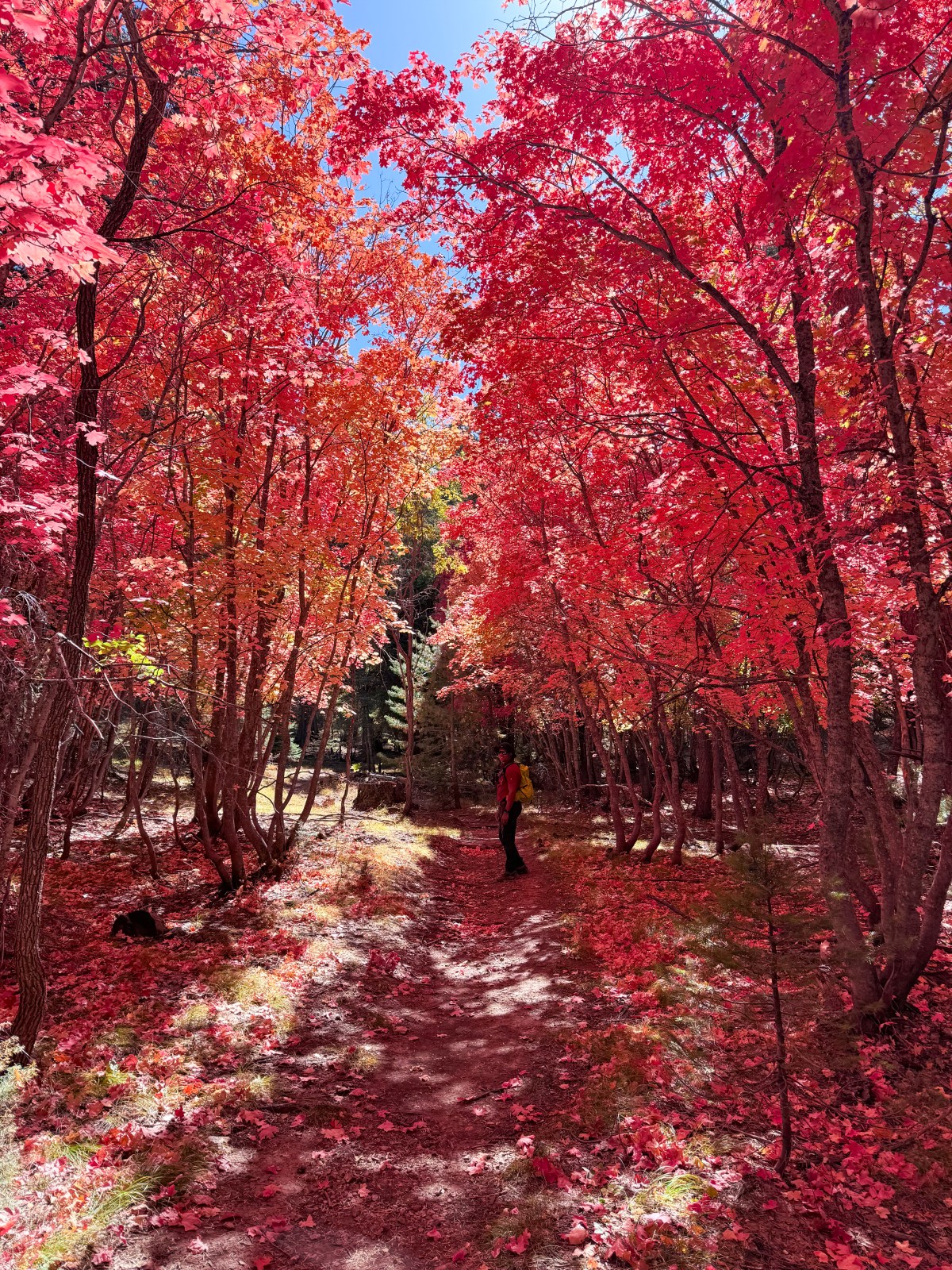 Arizona Fall Colors: When and Where to See Them
