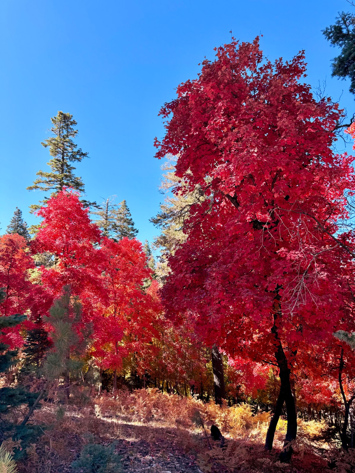 Arizona Fall Colors: When and Where to See Them