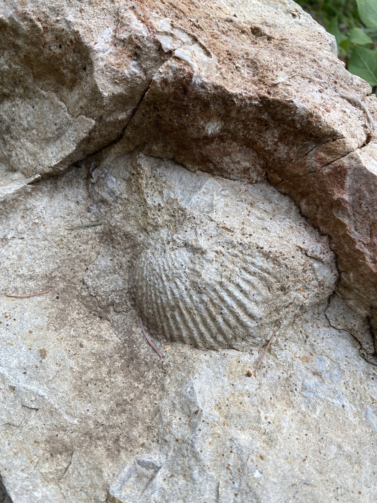 Arizona Fall Colors: When and Where to See Them