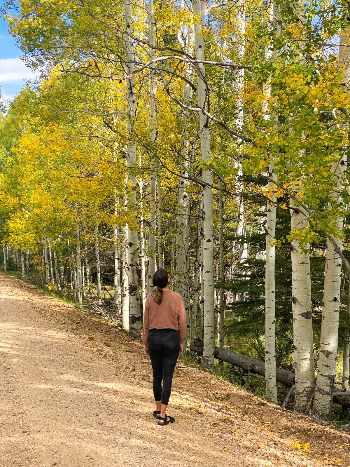 Arizona Fall Colors: When and Where to See Them