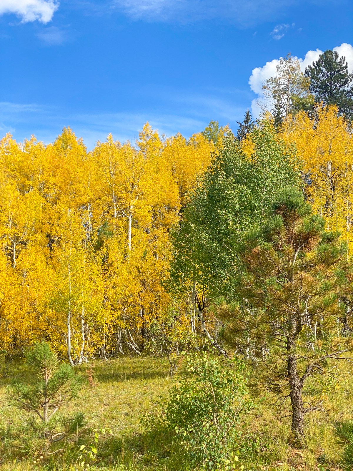 Arizona Fall Colors: When and Where to See Them