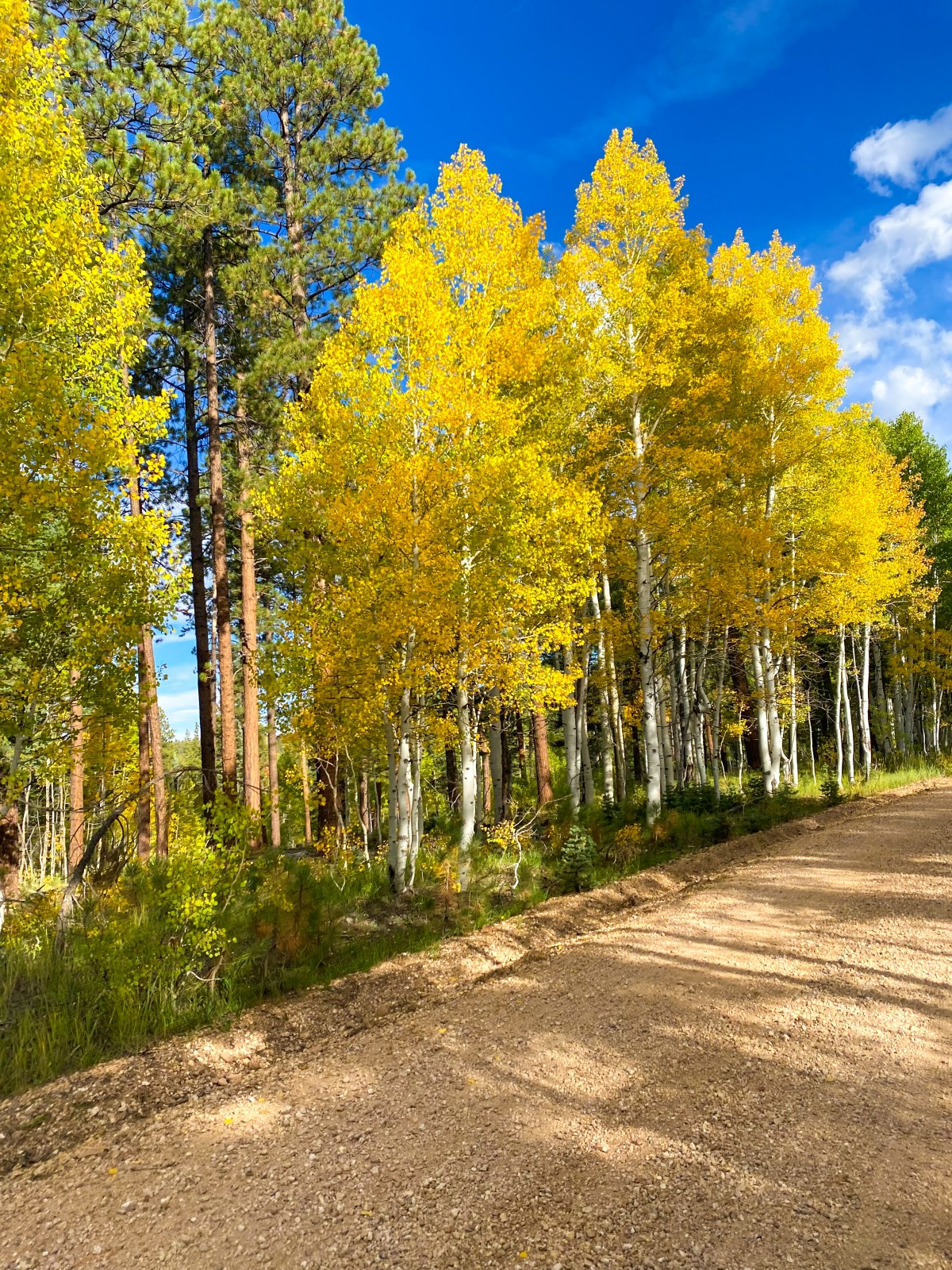 Arizona Fall Colors: When and Where to See Them