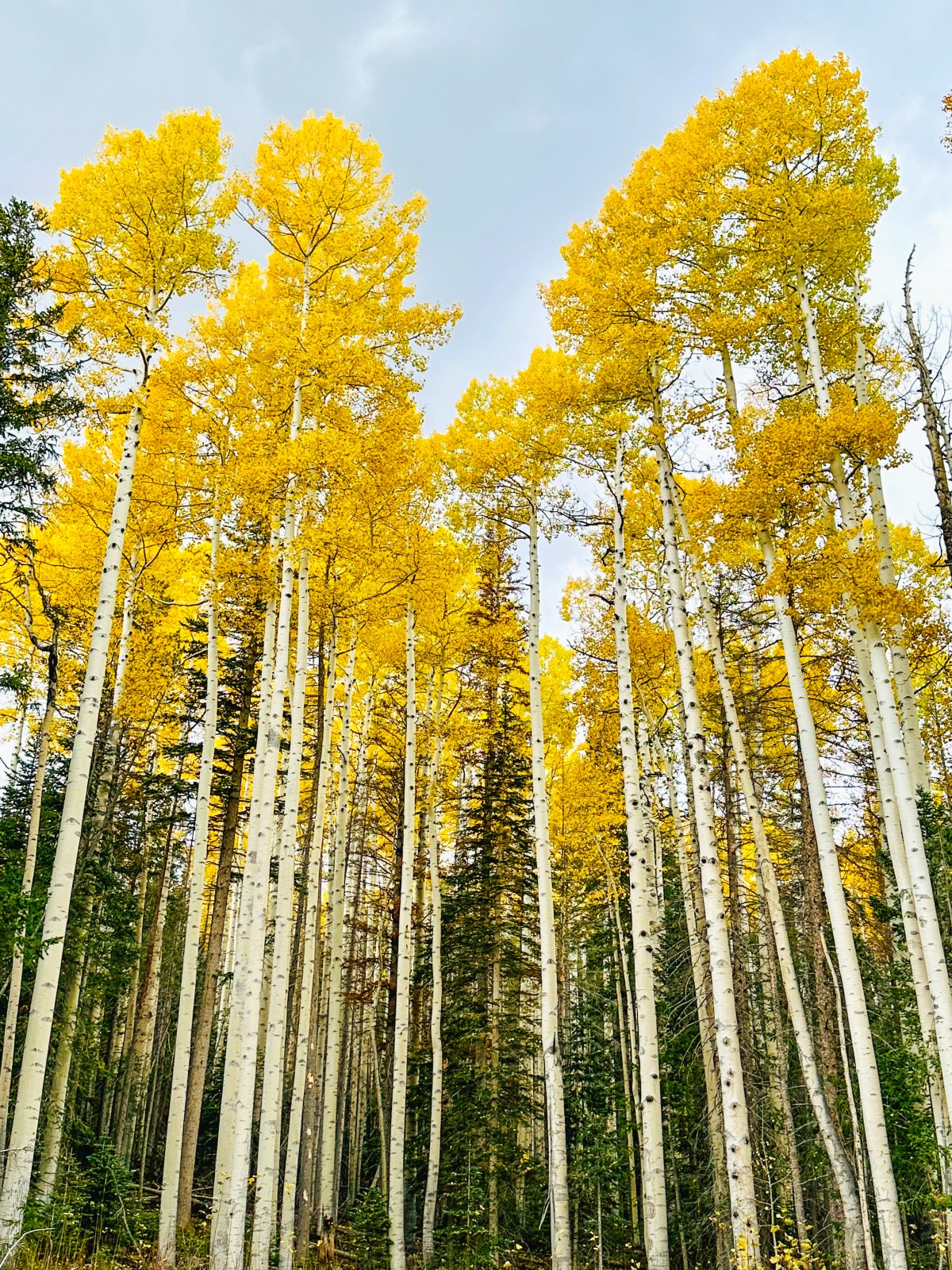 Arizona Fall Colors: When and Where to See Them