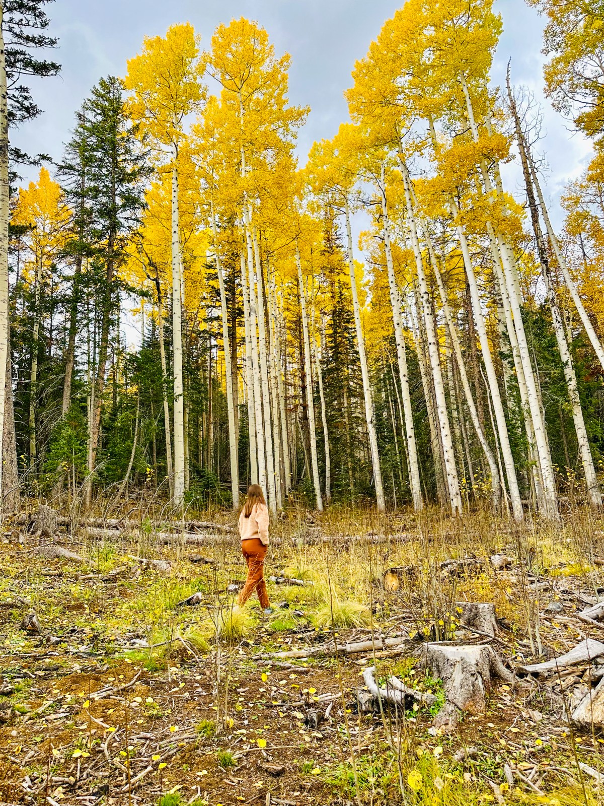Arizona Fall Colors: When and Where to See Them