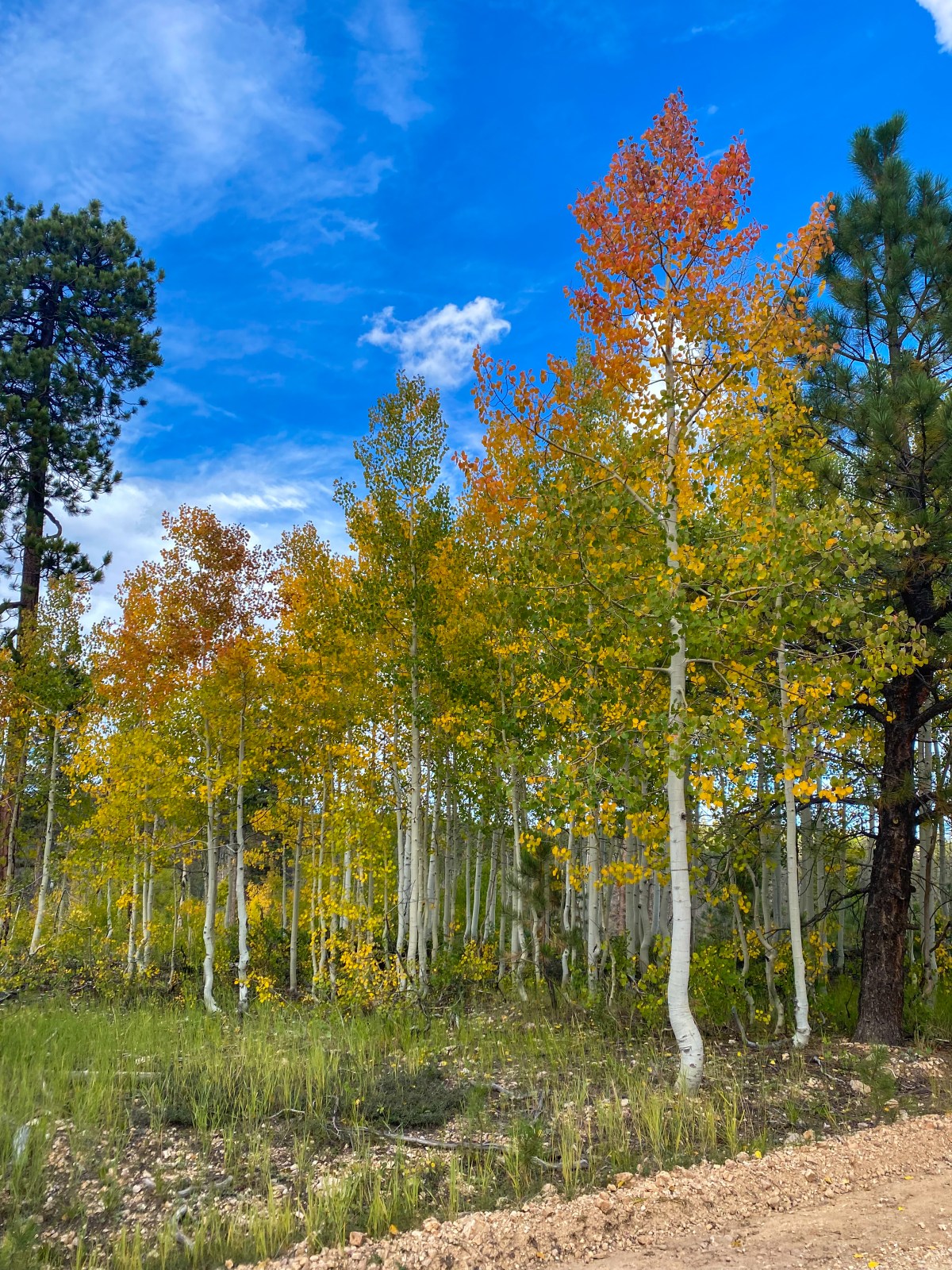 Arizona Fall Colors: When and Where to See Them