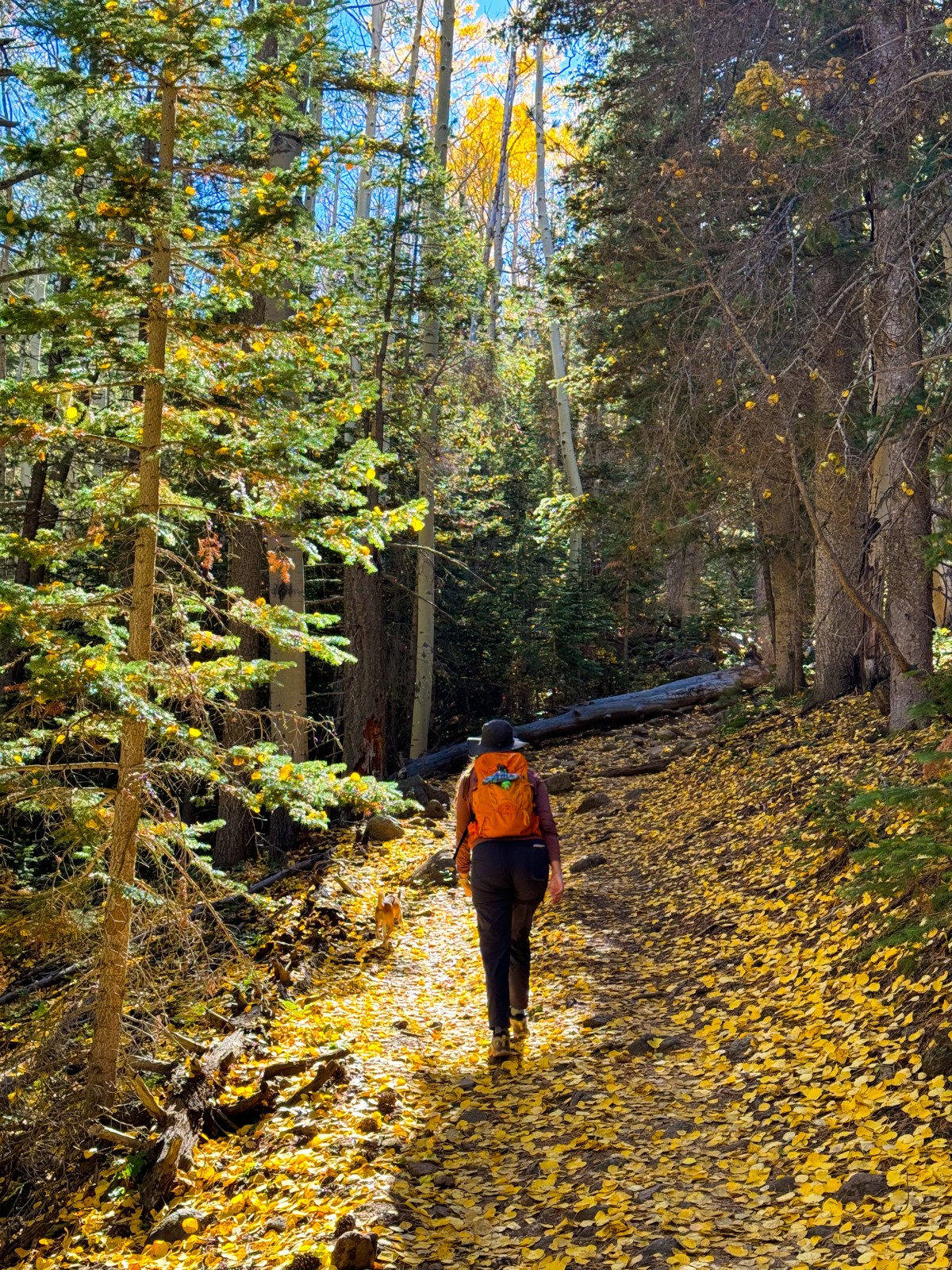 Arizona Fall Colors: When and Where to See Them