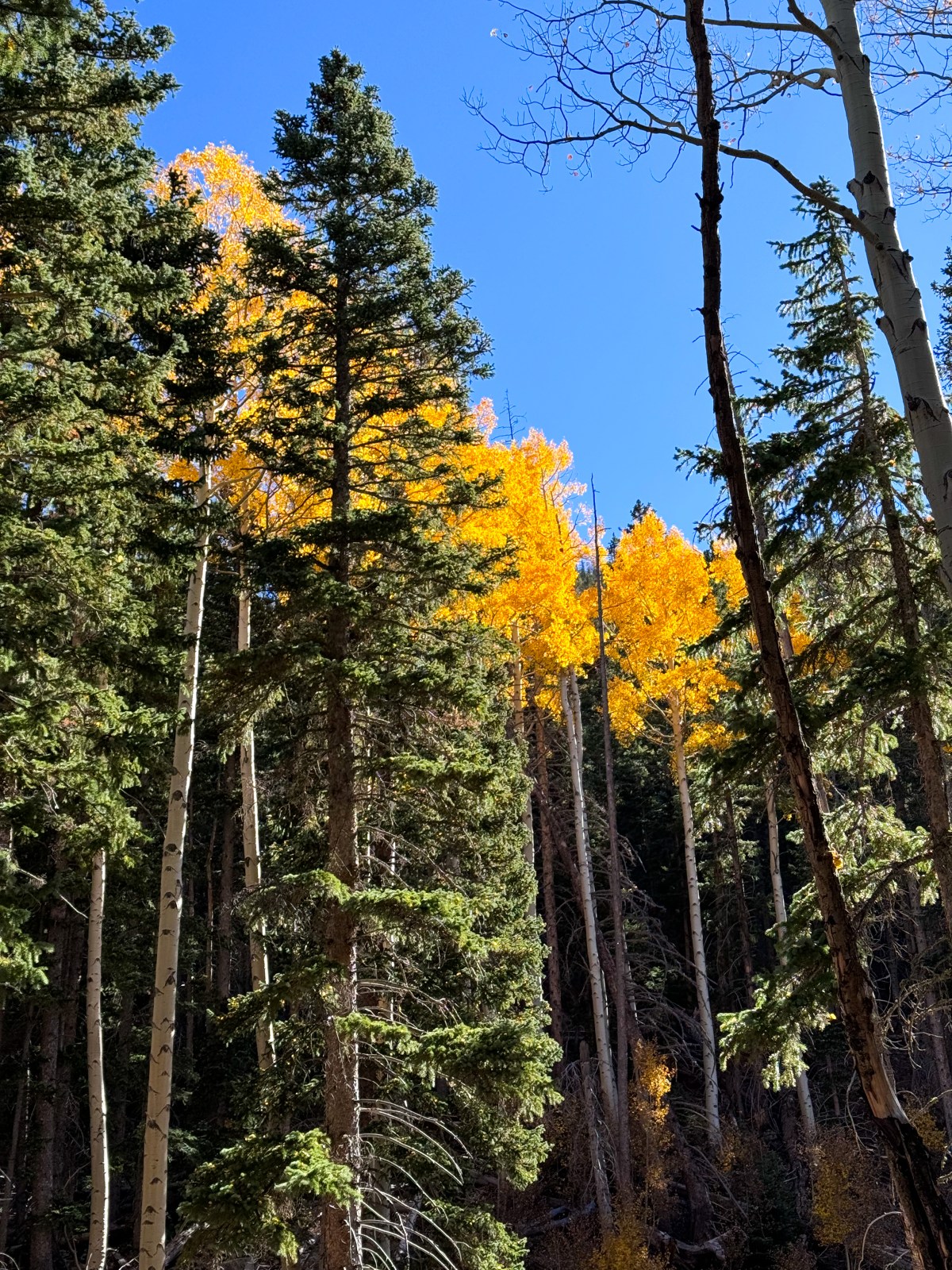 Arizona Fall Colors: When and Where to See Them