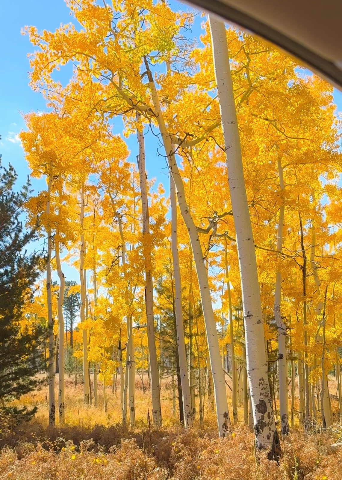 Arizona Fall Colors: When and Where to See Them