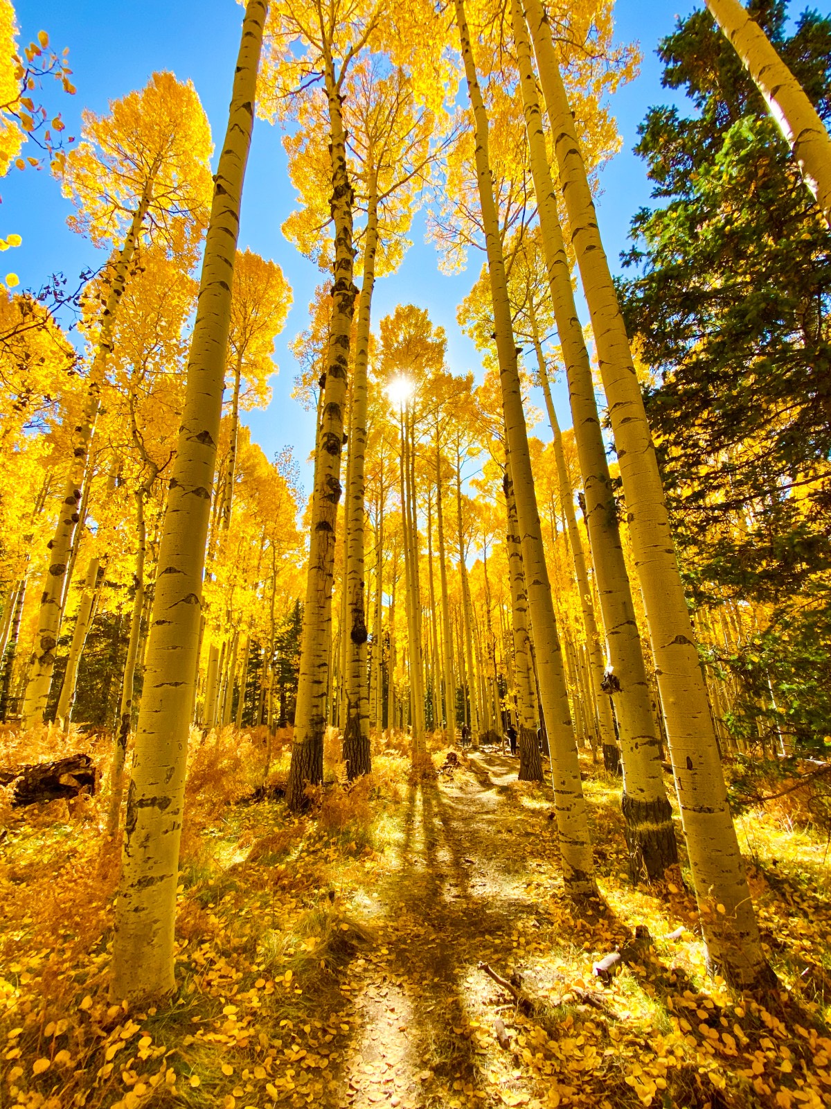 Arizona Fall Colors: When and Where to See Them