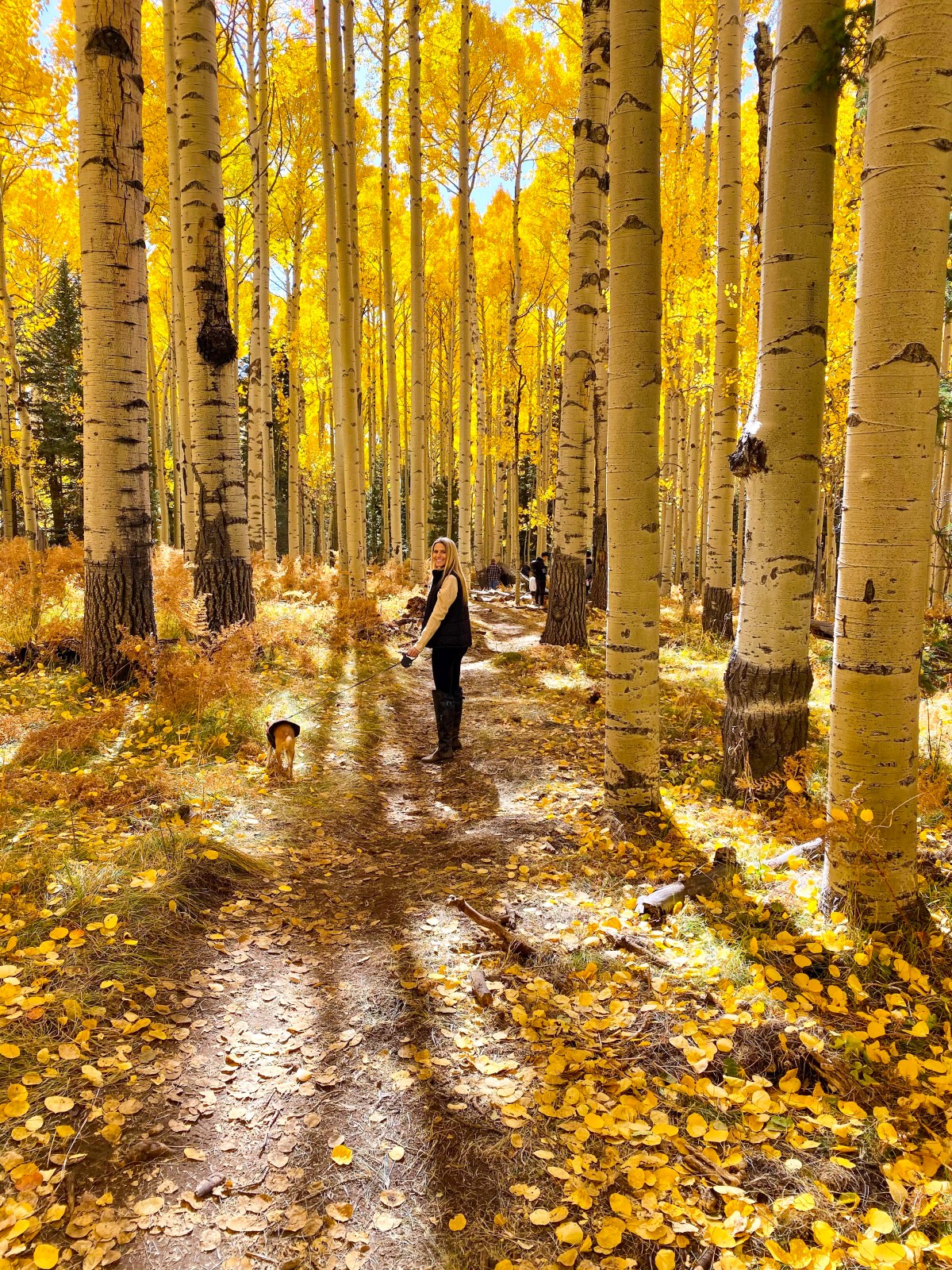 Arizona Fall Colors: When and Where to See Them