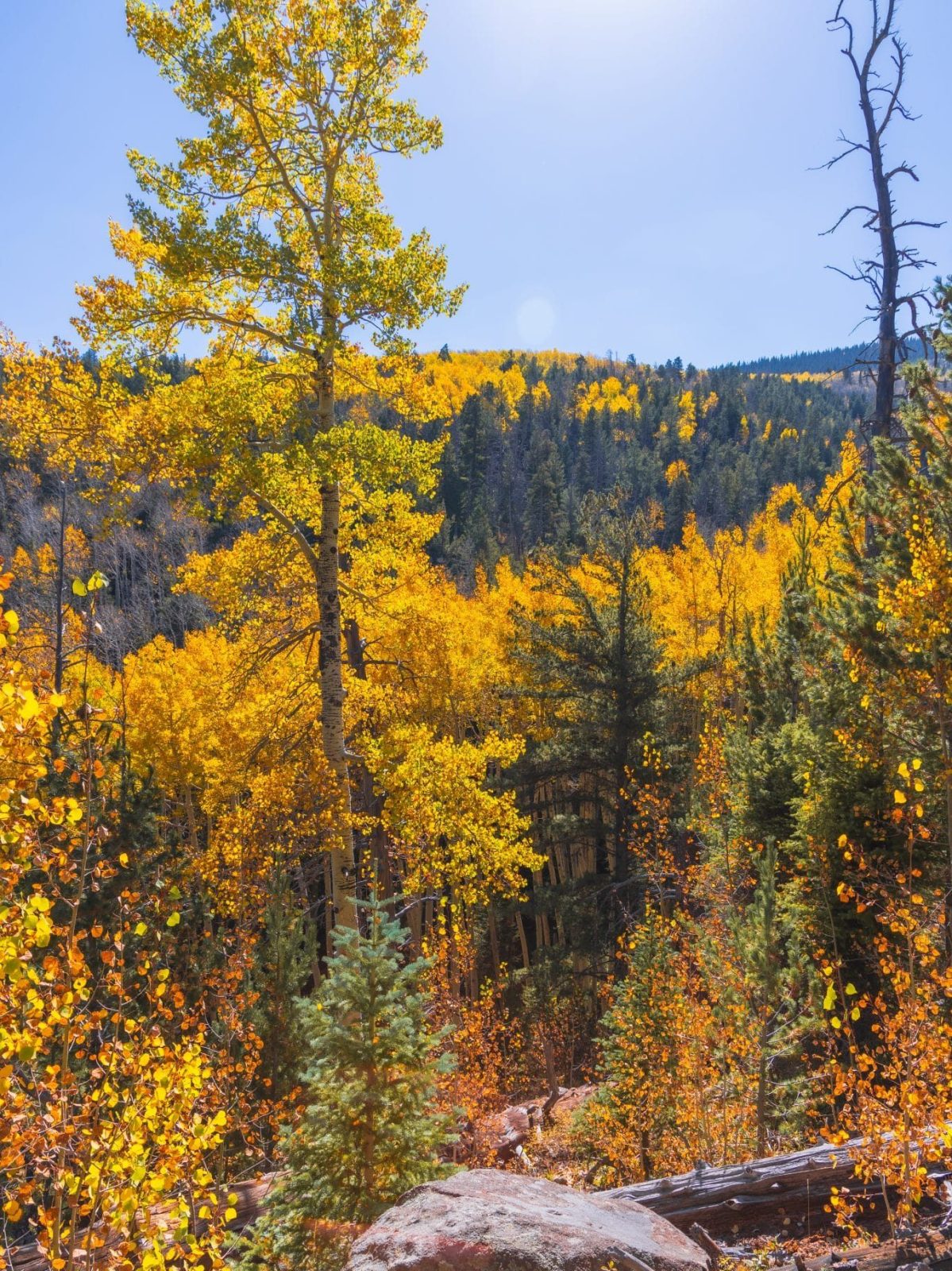 Arizona Fall Colors: When and Where to See Them
