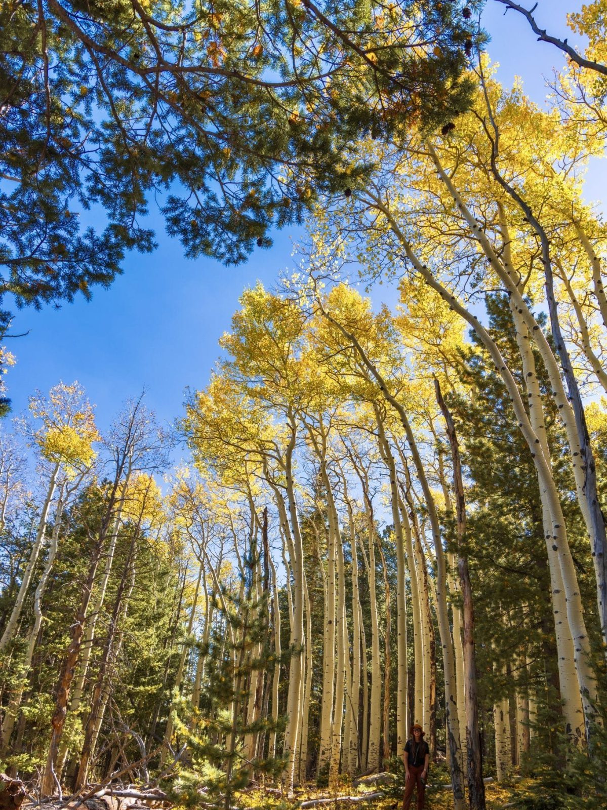 Arizona Fall Colors: When and Where to See Them