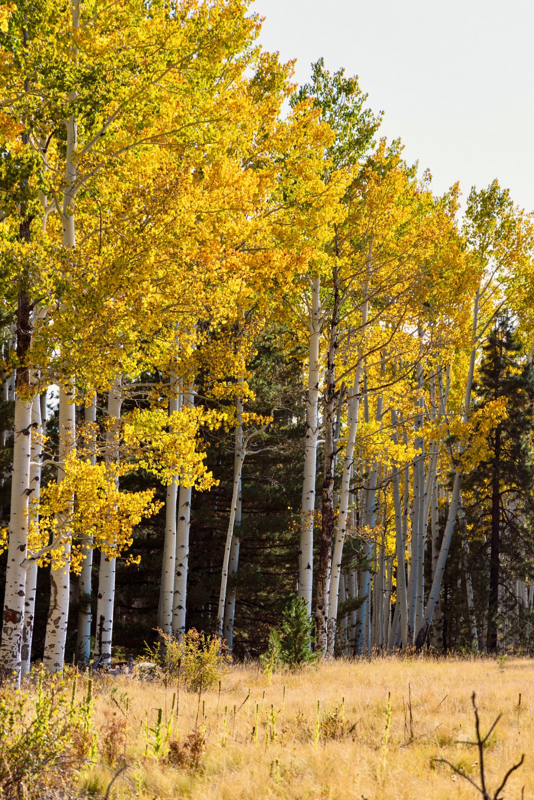 Arizona Fall Colors: When and Where to See Them
