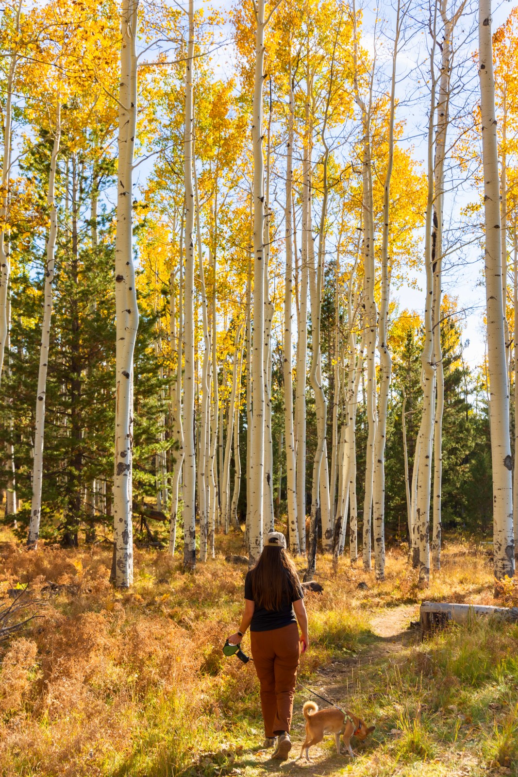 Arizona Fall Colors: When and Where to See Them