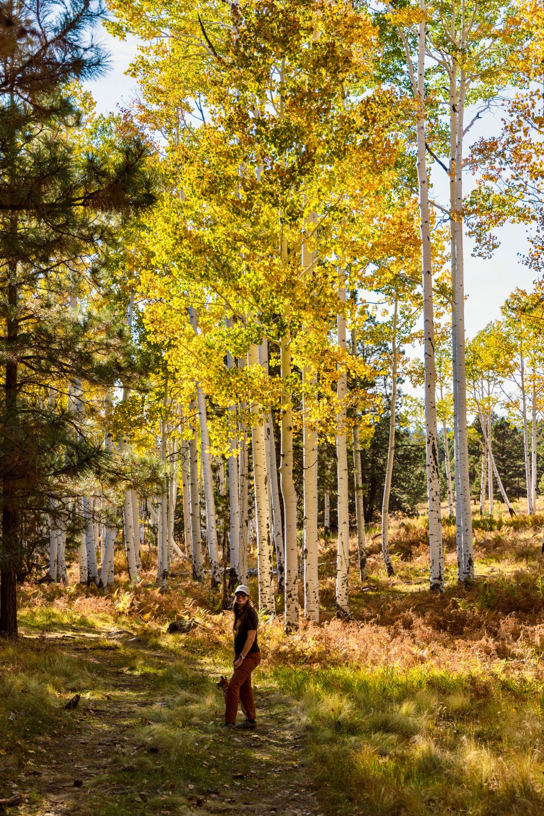 Arizona Fall Colors: When and Where to See Them