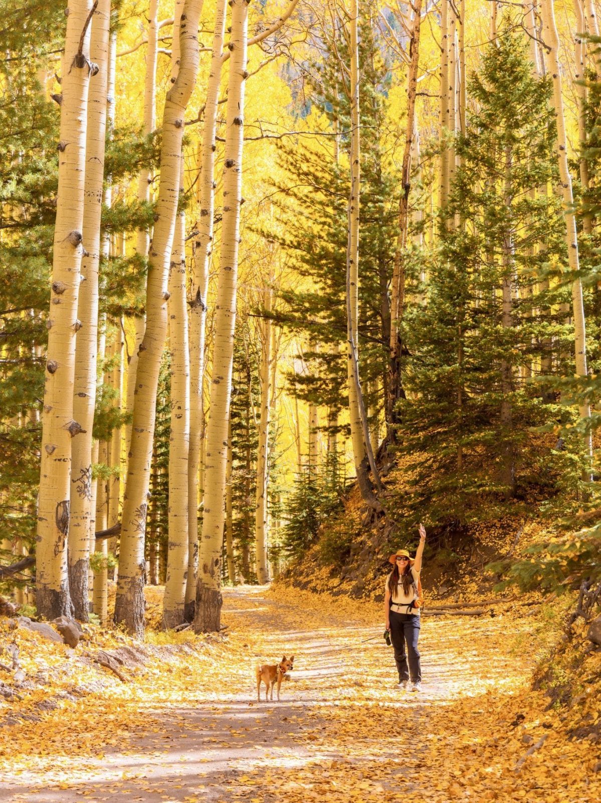 Arizona Fall Colors: When and Where to See Them