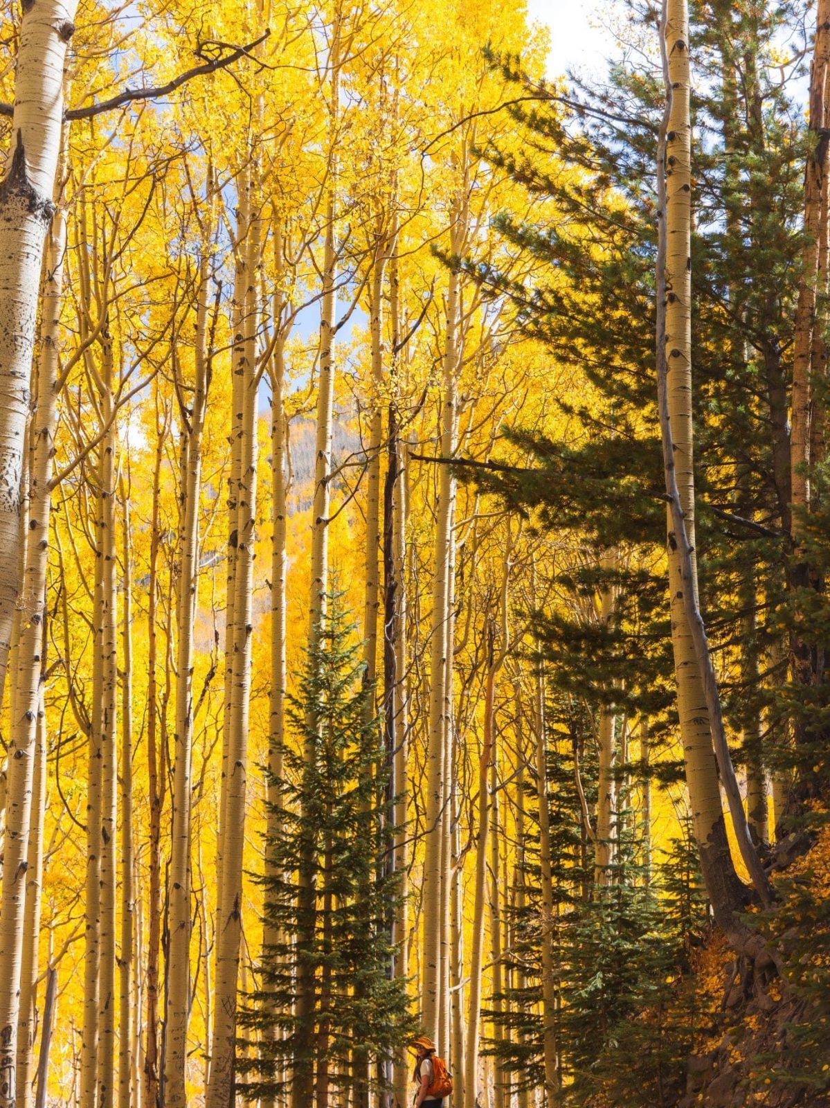 Arizona Fall Colors: When and Where to See Them