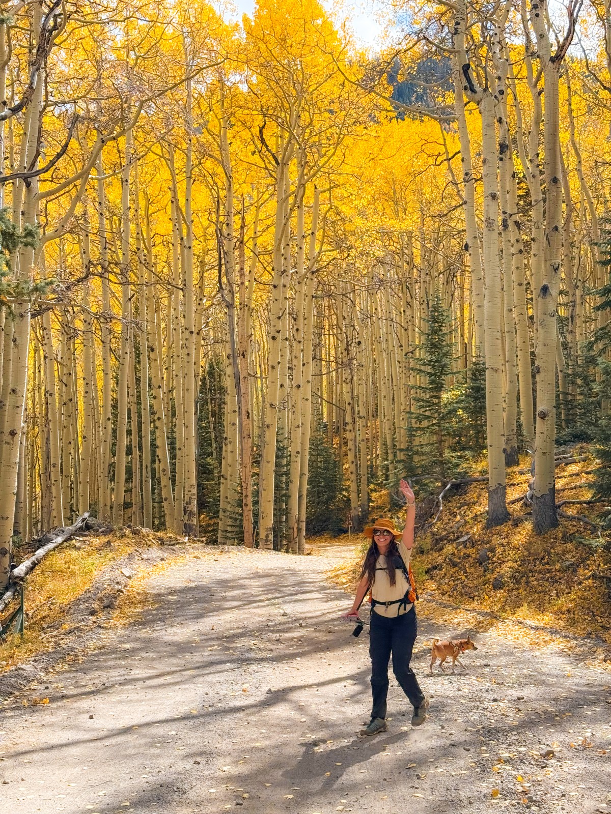 Arizona Fall Colors: When and Where to See Them