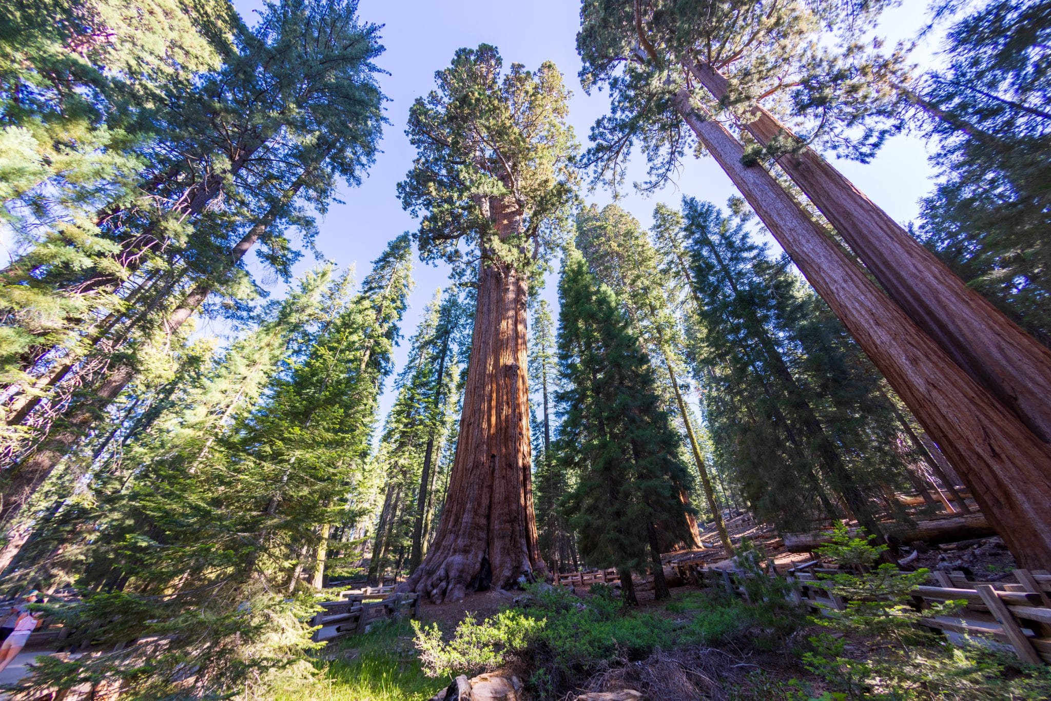 Sequoia and Kings Canyon National Park Guide