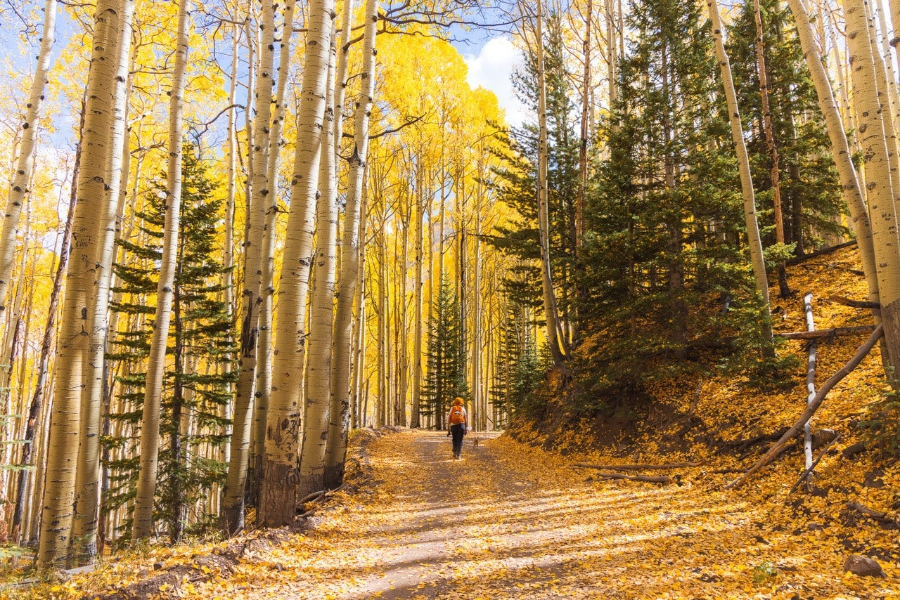 Flagstaff Fall Colors: Ultimate 3-Day Itinerary